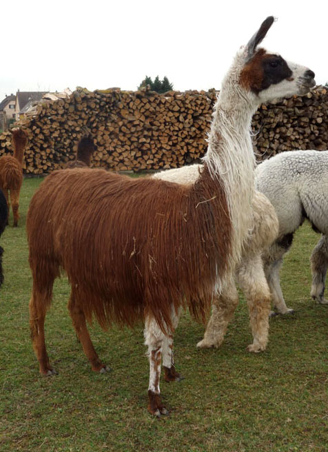 Vente de lamas de la Ferme du Krefft : Lamas classiques, lamas suris ...
