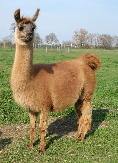 Vente de lamas de la Ferme du Krefft : Lamas classiques, lamas suris ...